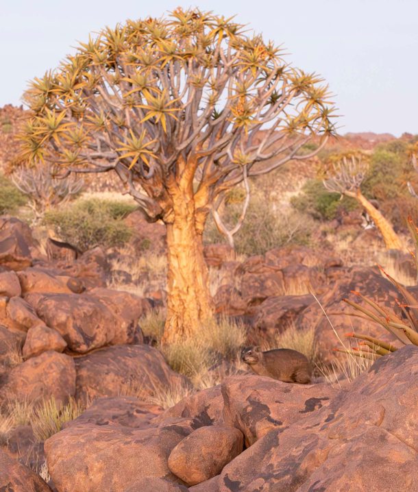 Quiver Tree Forest, Namibia: A Visitor's Photo Guide