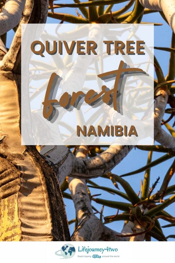 Quiver Tree Forest, Namibia: A Visitor's Photo Guide