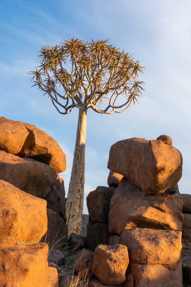 Quiver Tree Forest, Namibia: A Visitor's Photo Guide