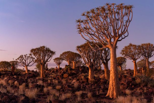 Quiver Tree Forest, Namibia: A Visitor's Photo Guide