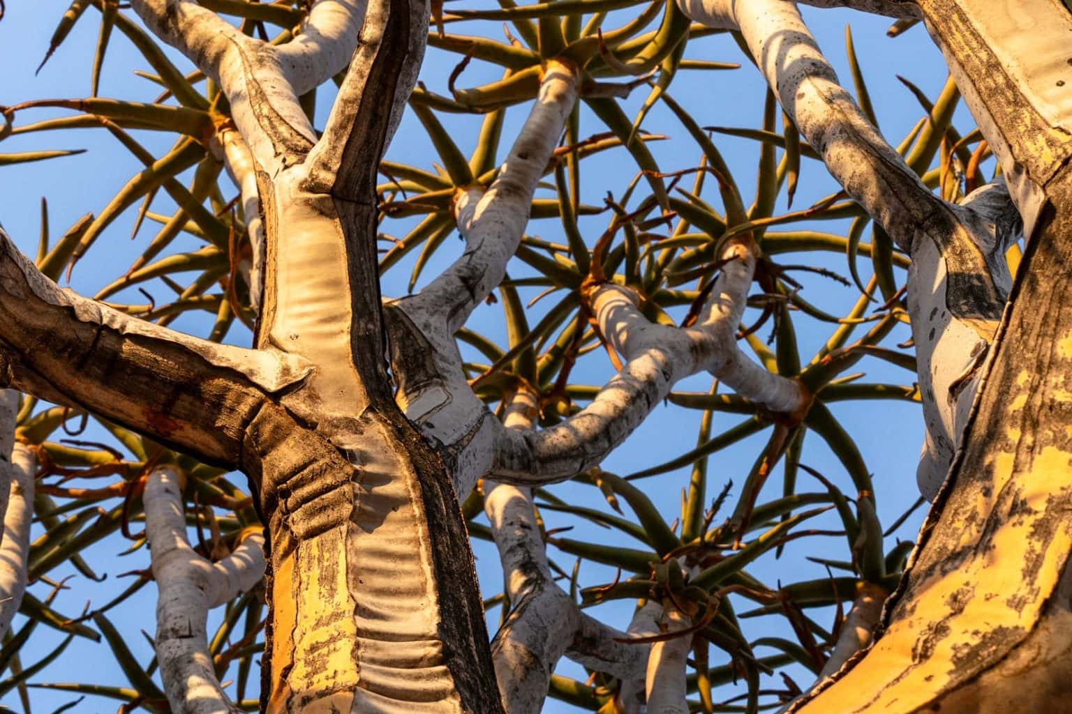 Quiver Tree Forest, Namibia: A Visitor's Photo Guide