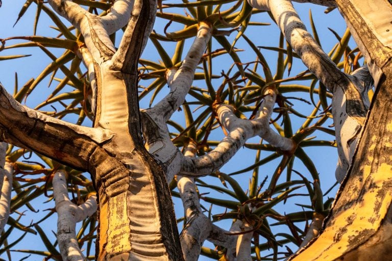 Quiver Tree Forest, Namibia: A Visitor's Photo Guide