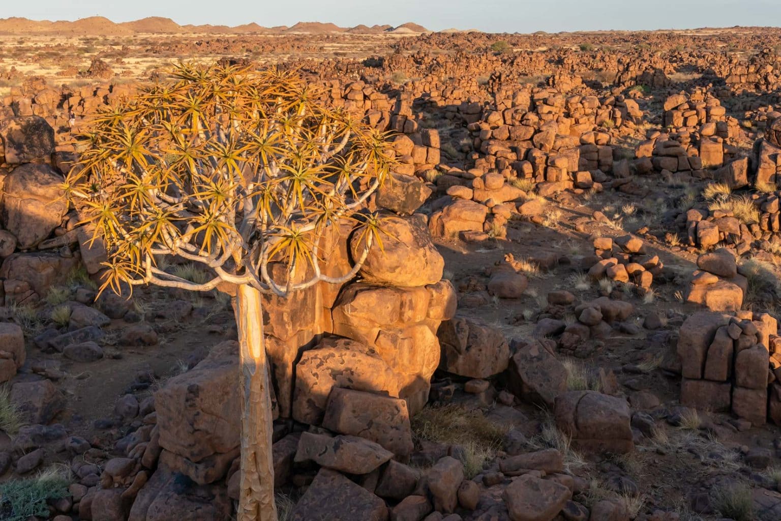 Quiver Tree Forest, Namibia: A Visitor's Photo Guide