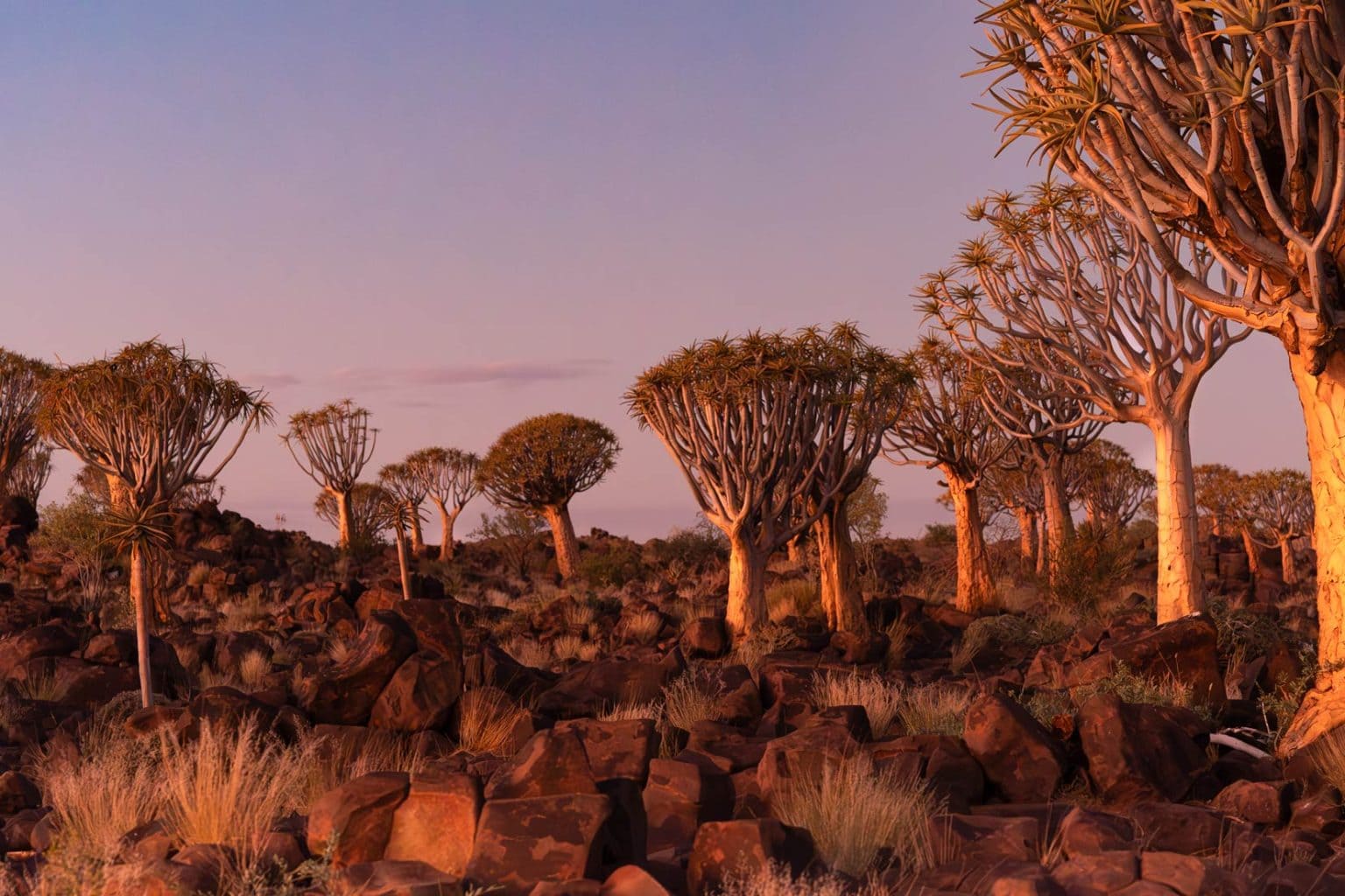 Quiver Tree Forest, Namibia: A Visitor's Photo Guide
