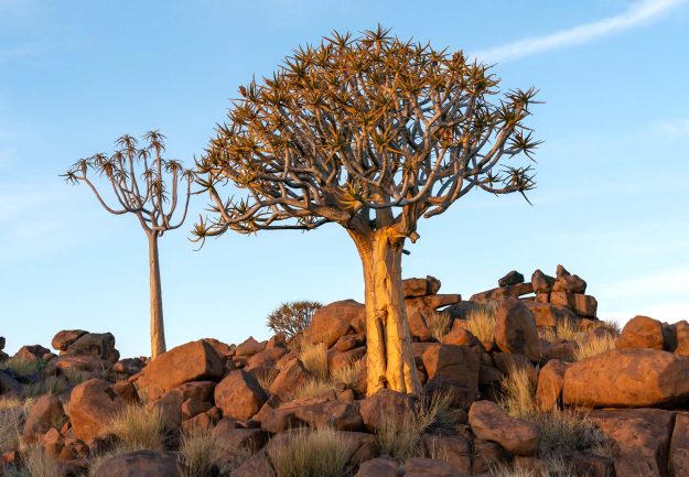 Quiver Tree Forest, Namibia: A Visitor's Photo Guide