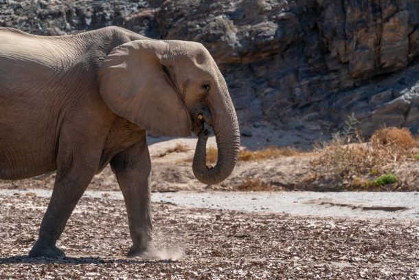 Where to Find Desert Elephants in Namibia