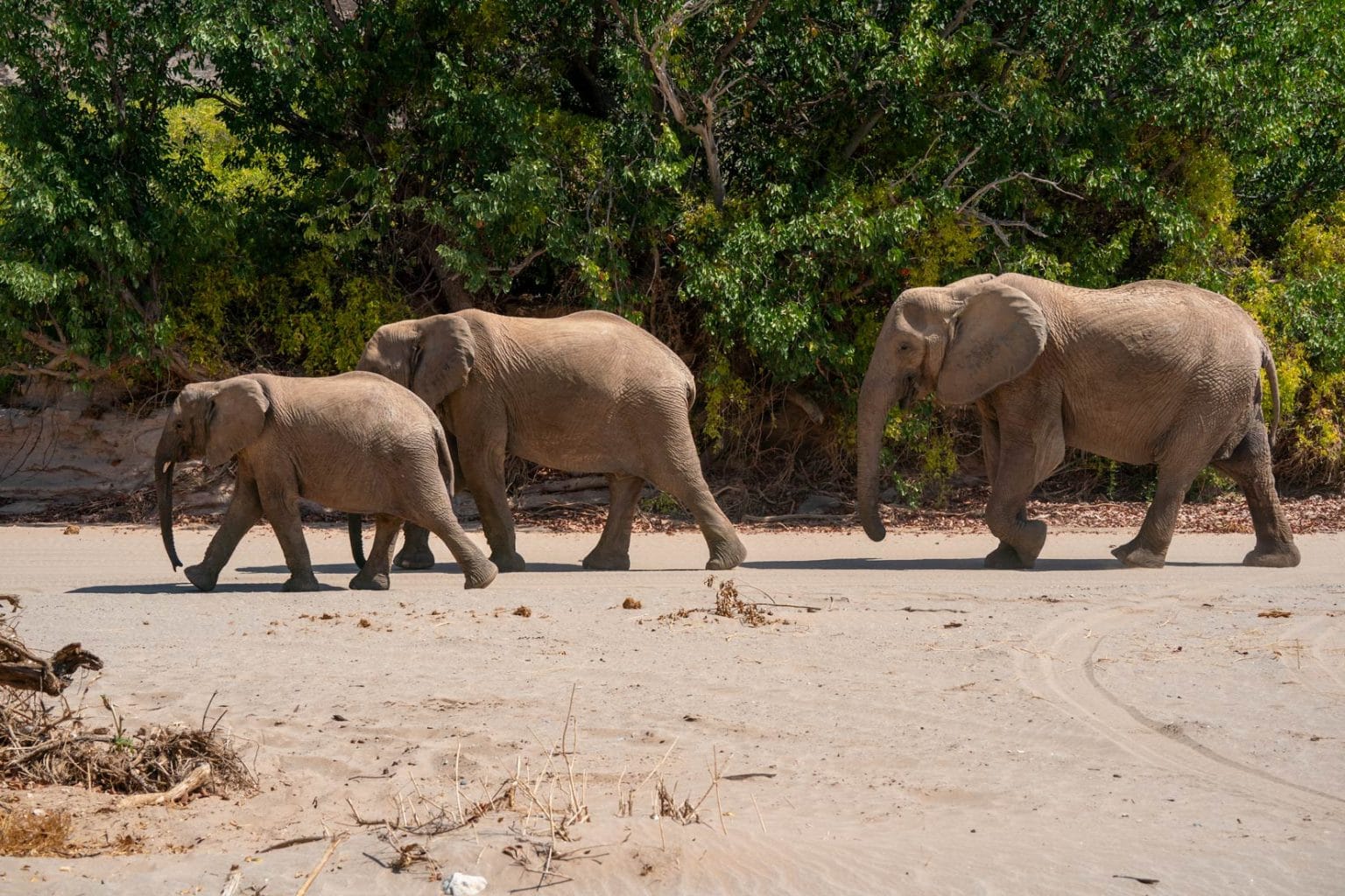 Driving Namibia's Dry Riverbeds to Encounter Desert Elephants