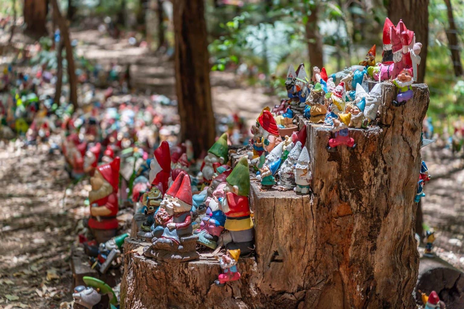 A Traveller's Guide to Gnomesville WA: A Quirky Adventure