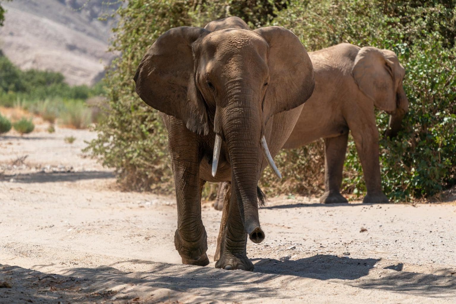 Where to Find Desert Elephants in Namibia