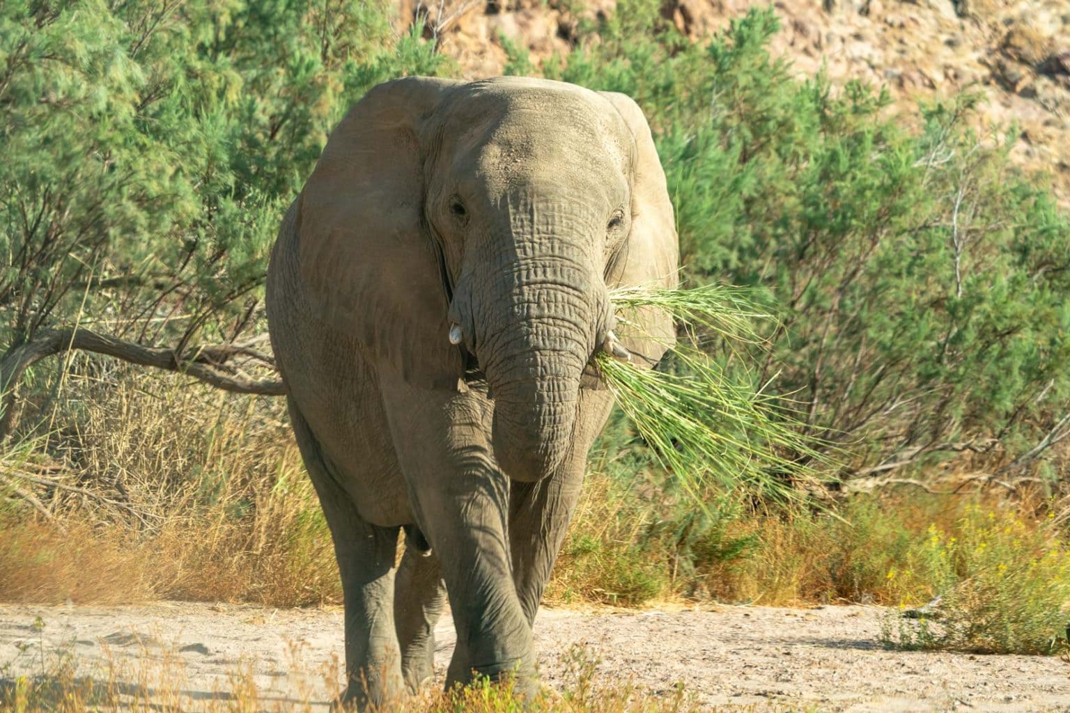 Where to Find Desert Elephants in Namibia