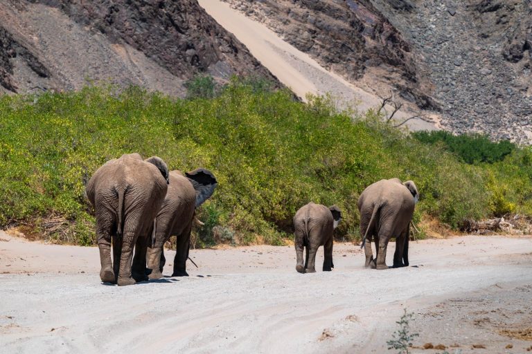 Where to Find Desert Elephants in Namibia