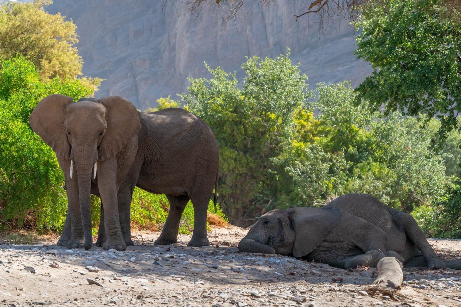 Where to Find Desert Elephants in Namibia