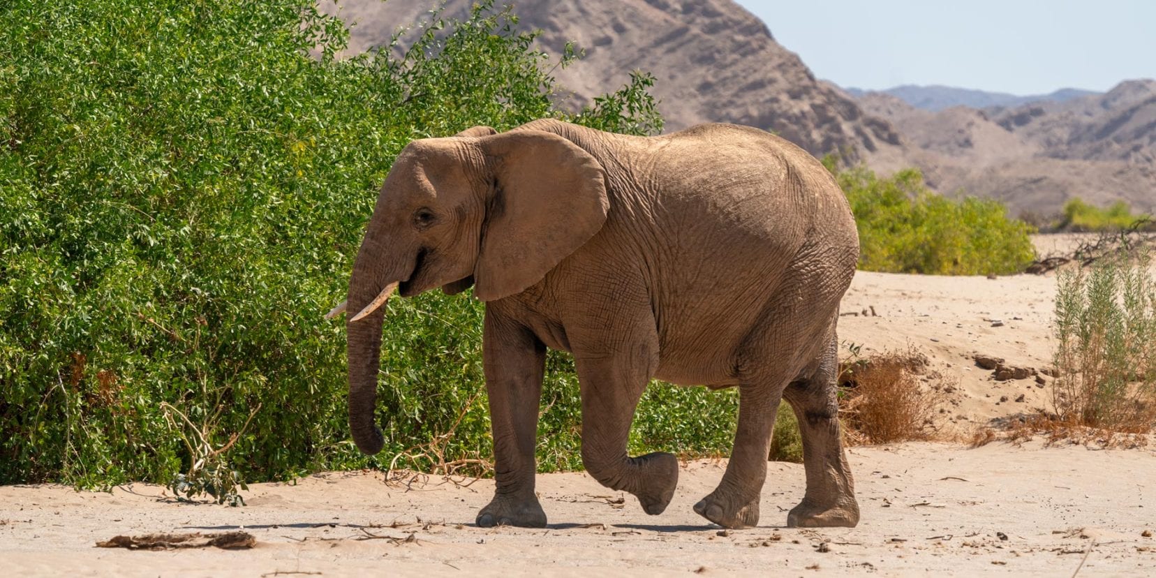 Where to Find Desert Elephants in Namibia