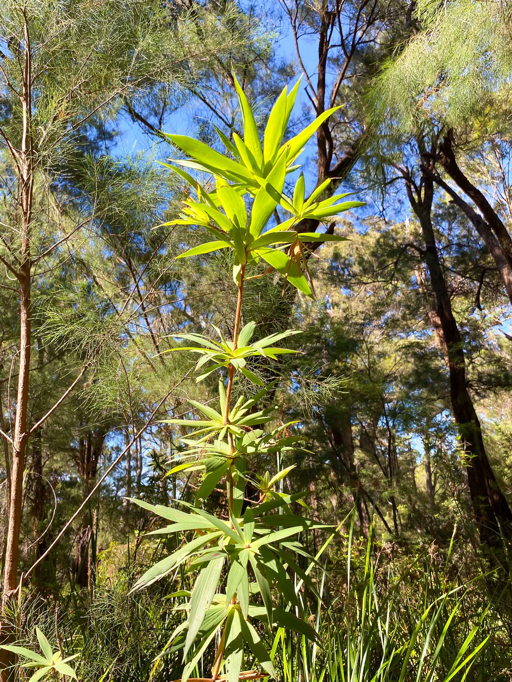 Giant Tingle Tree Walpole: Through Our Eyes