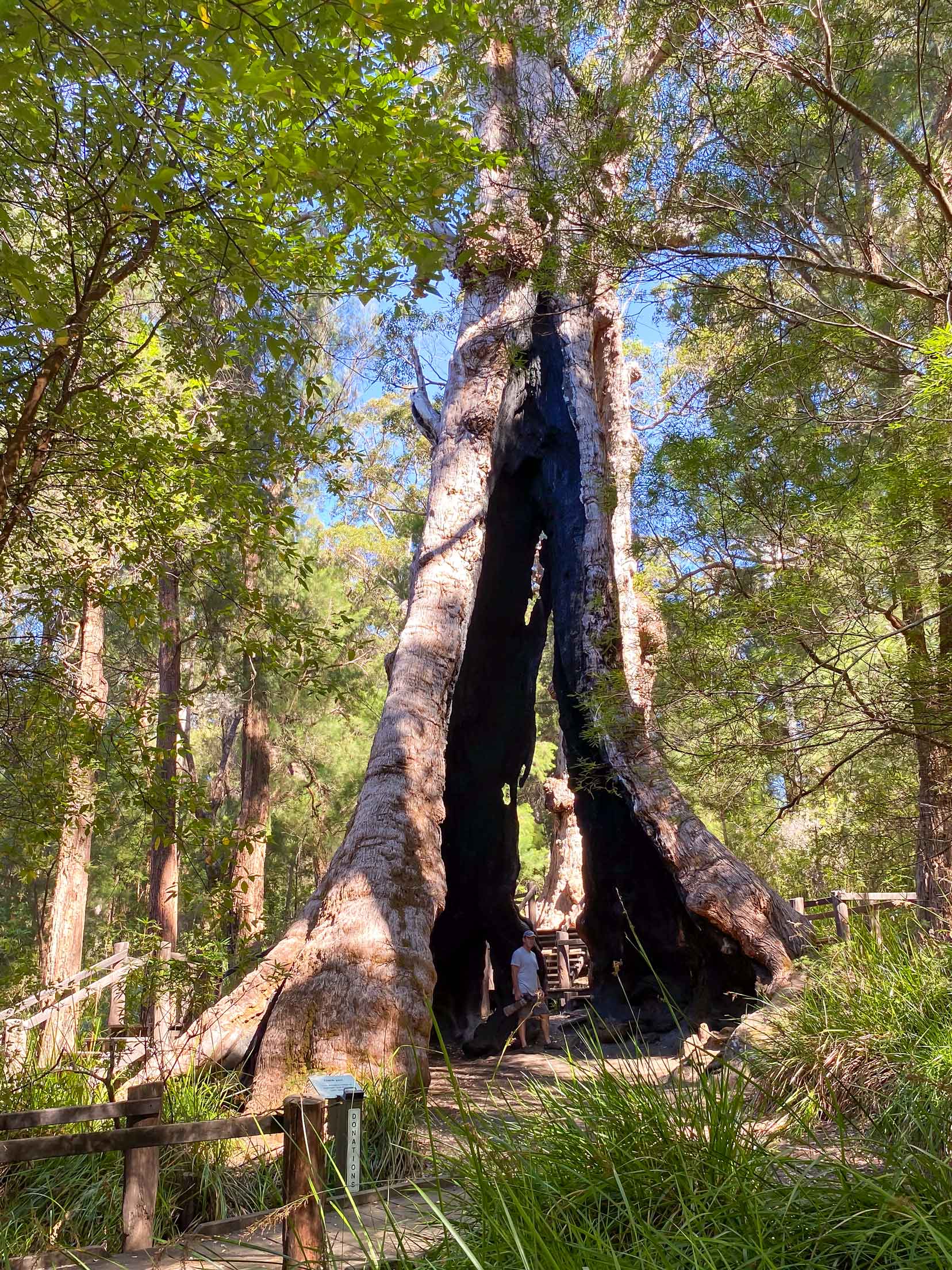 Giant Tingle Tree Walpole: Through Our Eyes