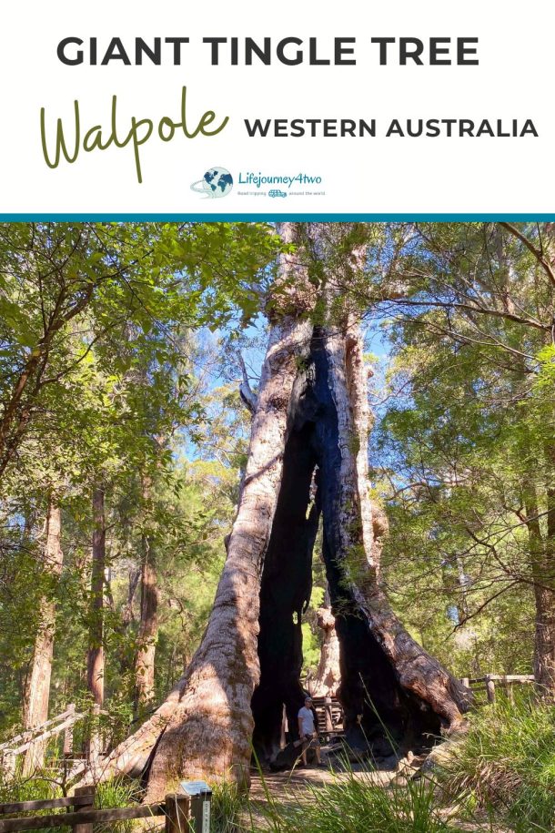 Giant Tingle Tree Walpole: Through Our Eyes