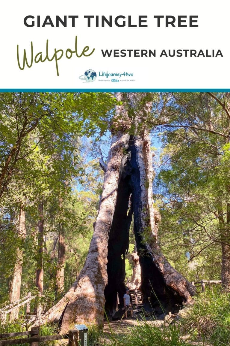 Giant Tingle Tree Walpole: Through Our Eyes