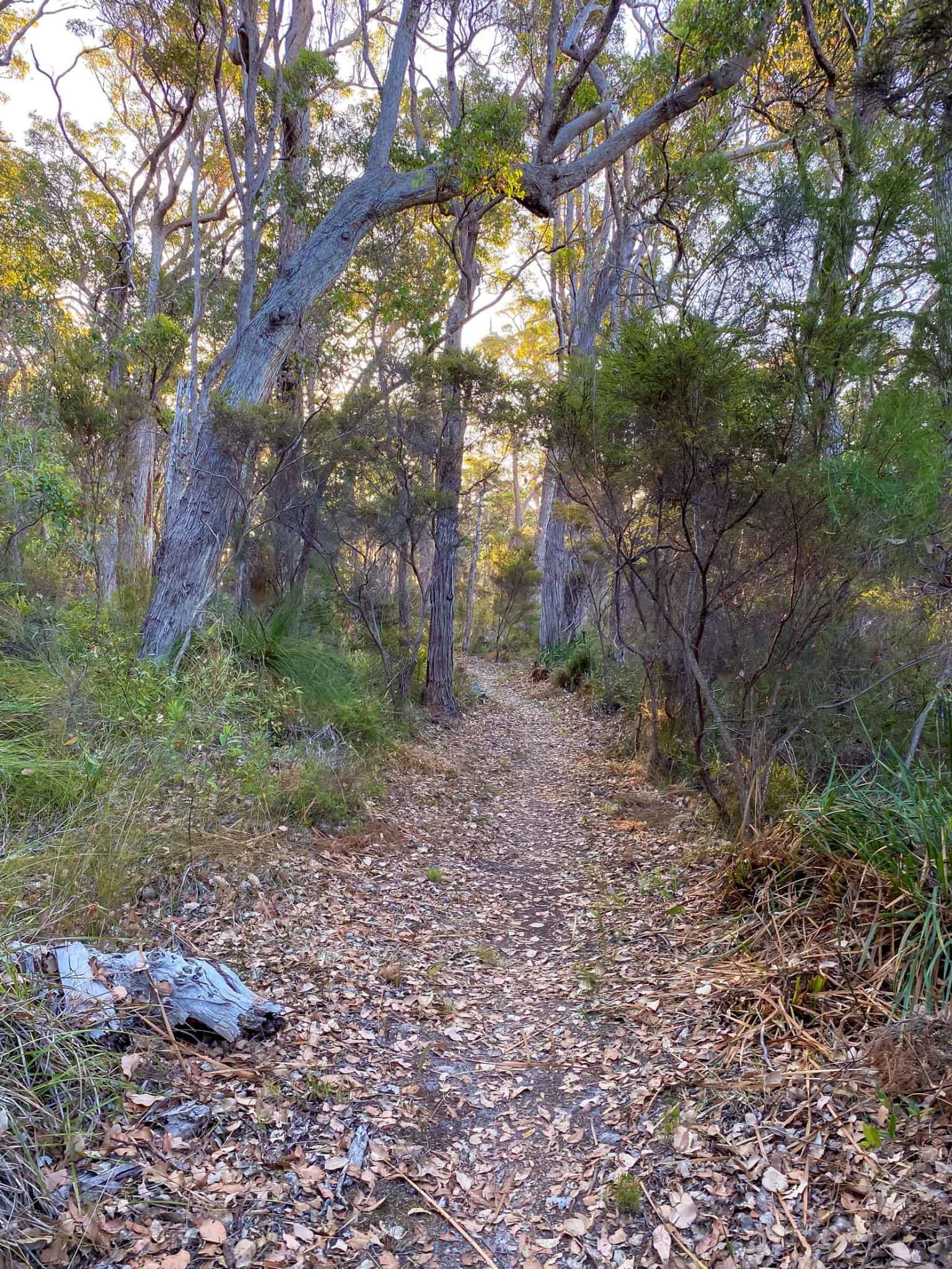 Knoll Scenic Drive in Walpole, WA: A Nature Lover's Guide