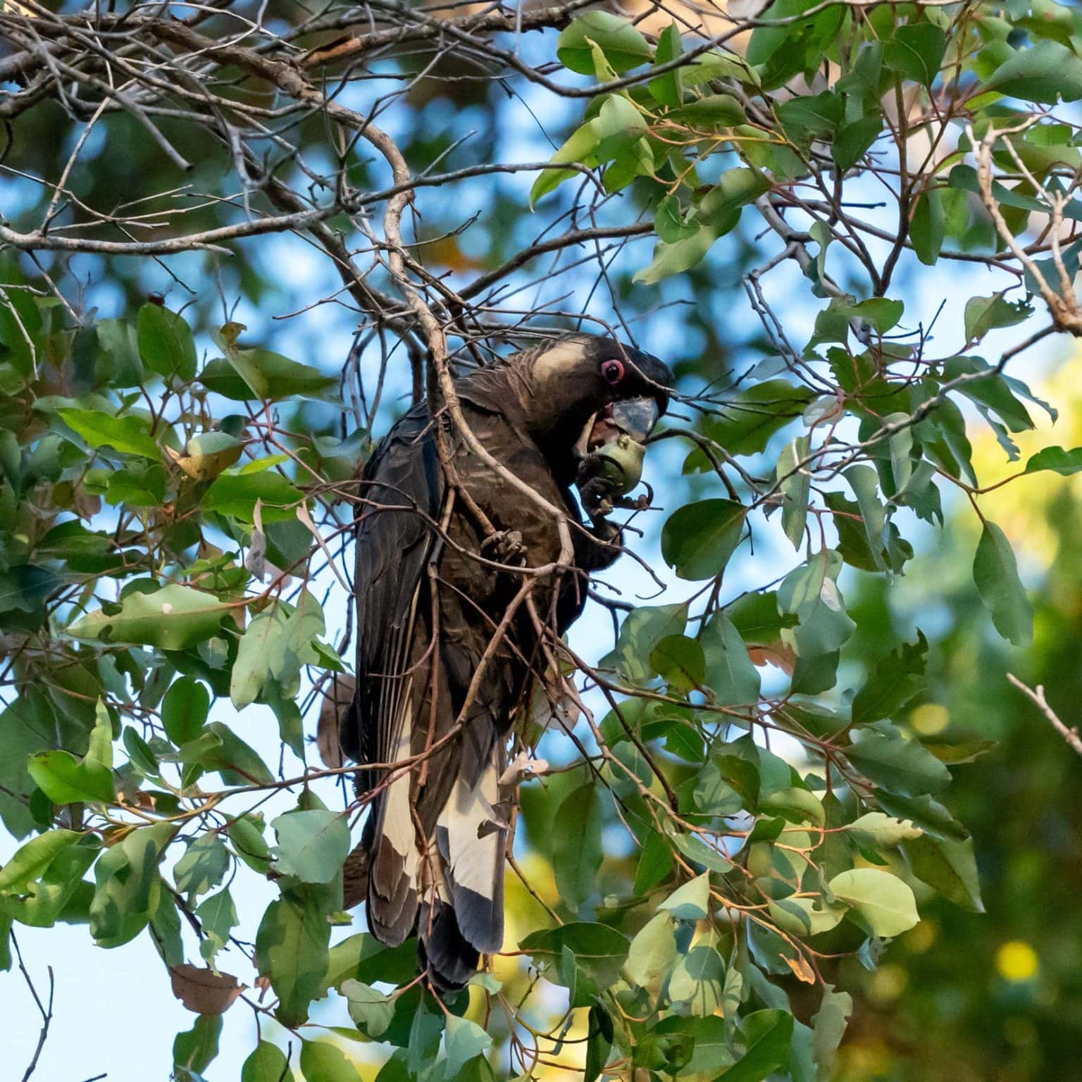 Knoll Scenic Drive in Walpole, WA: A Nature Lover's Guide