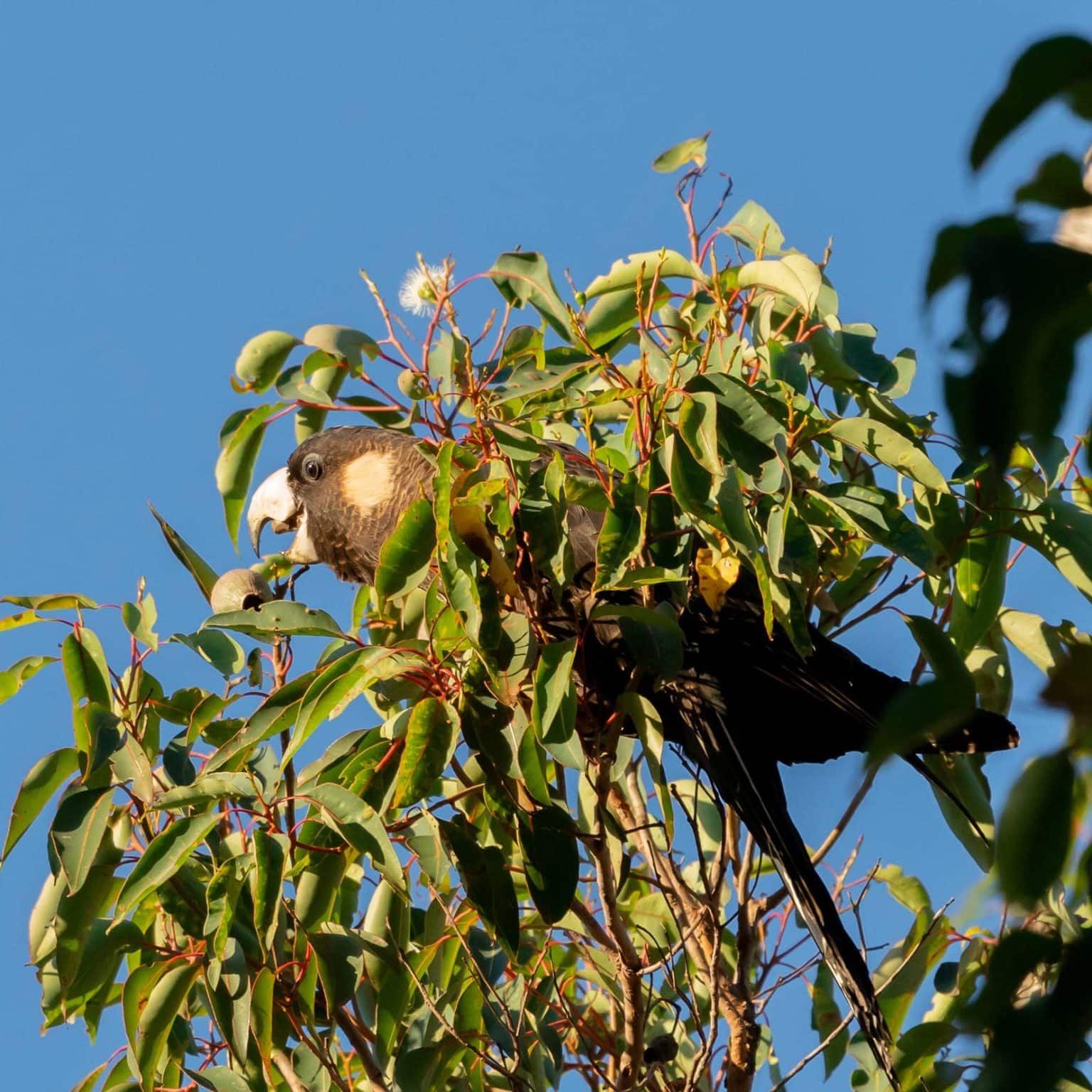 Knoll Scenic Drive in Walpole, WA: A Nature Lover's Guide