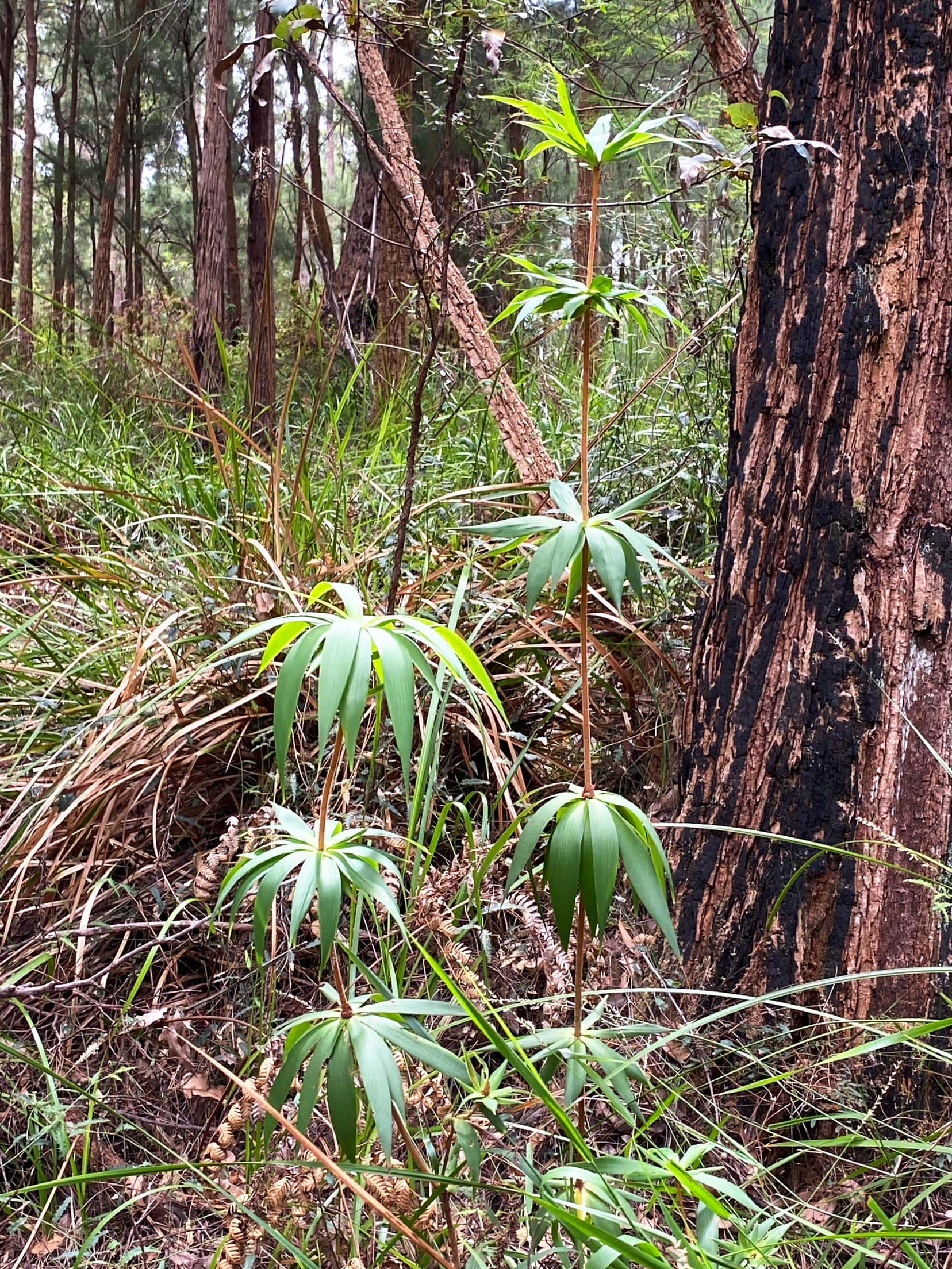 Tree Top Walk Walpole, Western Australia: Photo Story