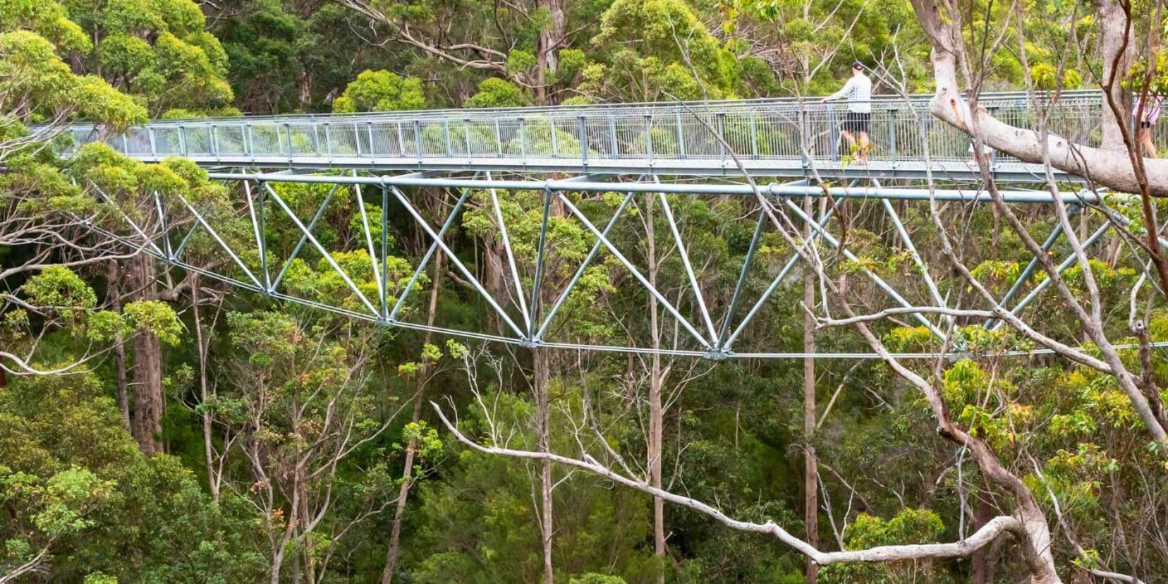 Tree Top Walk Walpole, Western Australia: Photo Story