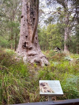 Tree Top Walk Walpole, Western Australia: Photo Story