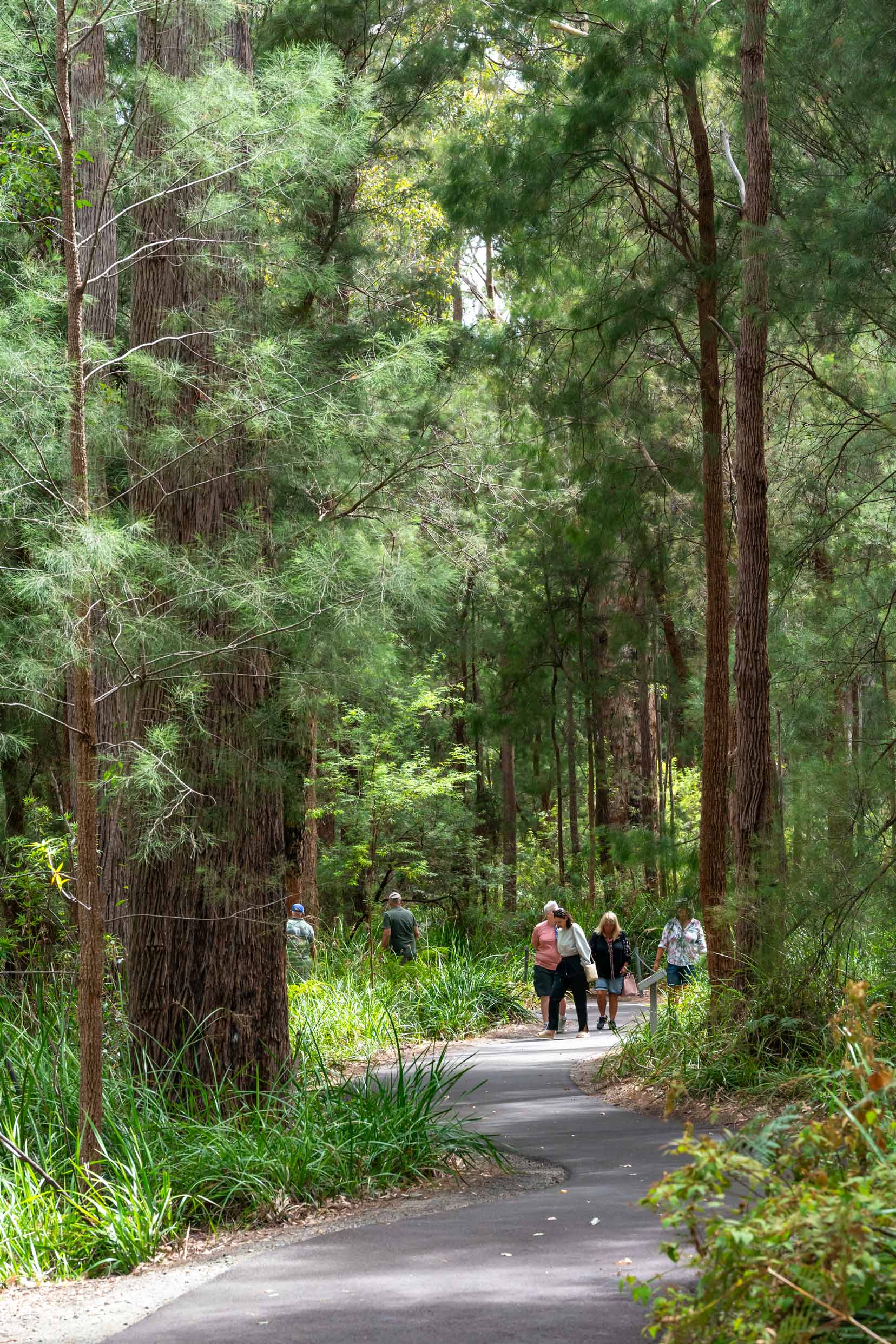Tree Top Walk Walpole, Western Australia: Photo Story