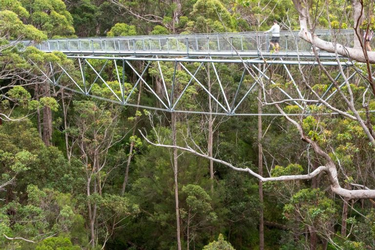 Tree Top Walk Walpole, Western Australia: Photo Story 2024