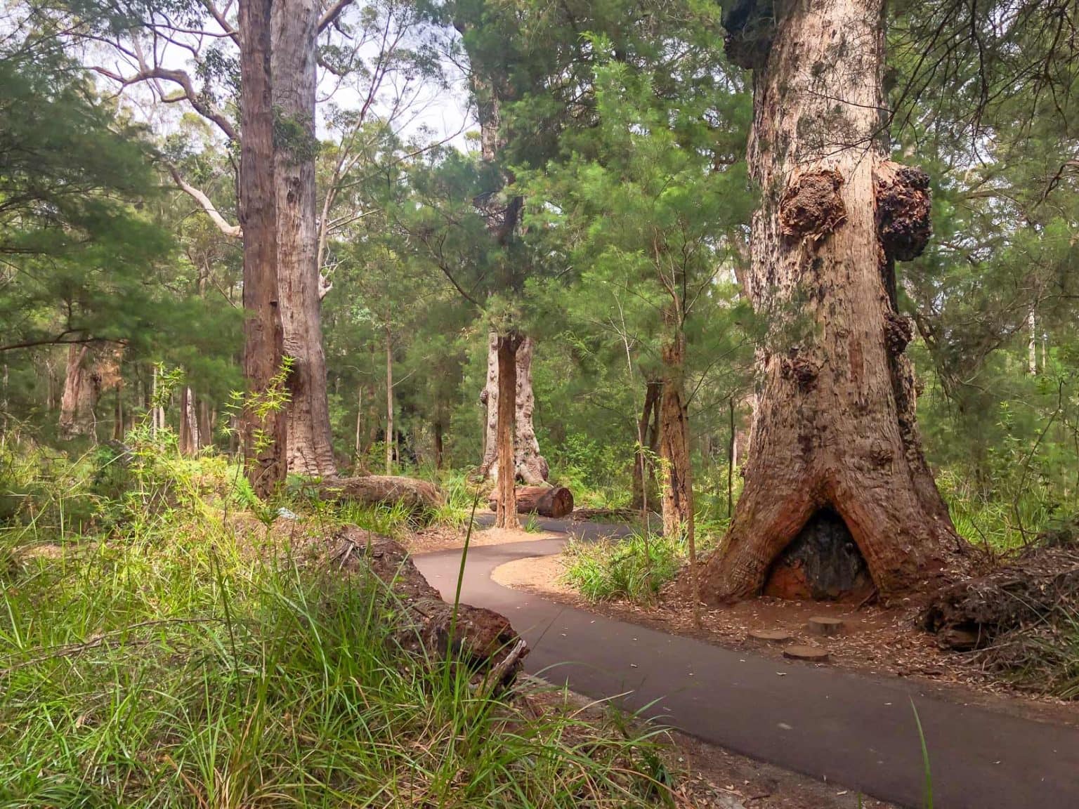 Tree Top Walk Walpole, Western Australia: Photo Story