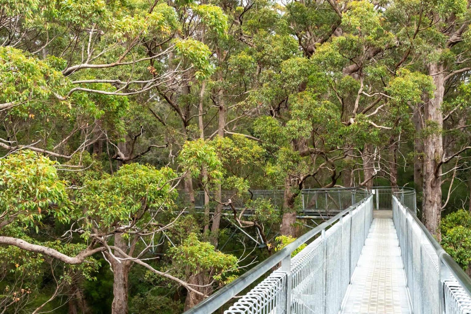 Tree Top Walk Walpole, Western Australia: Photo Story