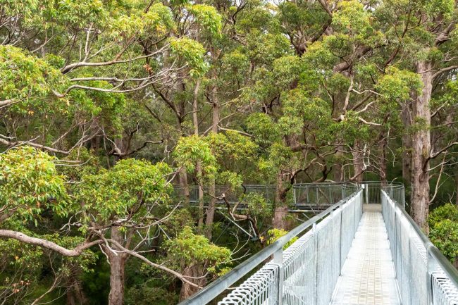 Tree Top Walk Walpole, Western Australia: Photo Story