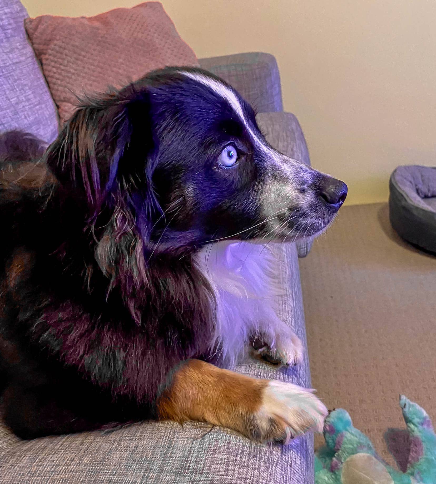 How to Save Money House Sitting in 2025: Ultimate Guide