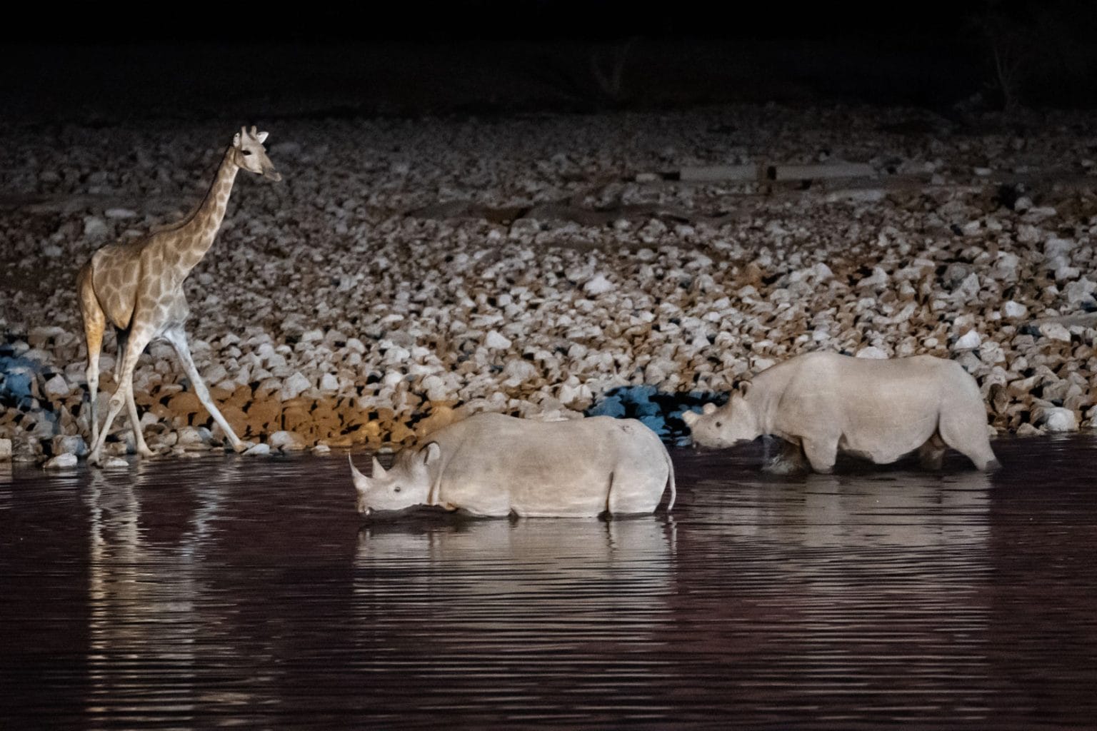 Is Etosha National Park Overrated? Our Honest Experience